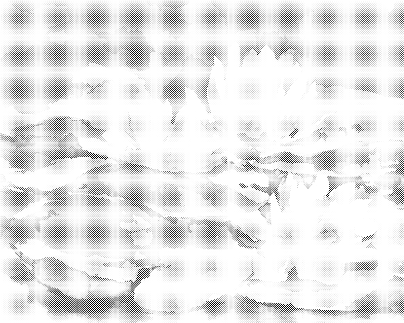 Picturi cu puncte - NUFERI JAPONEZI ROZ – ZUTY RO