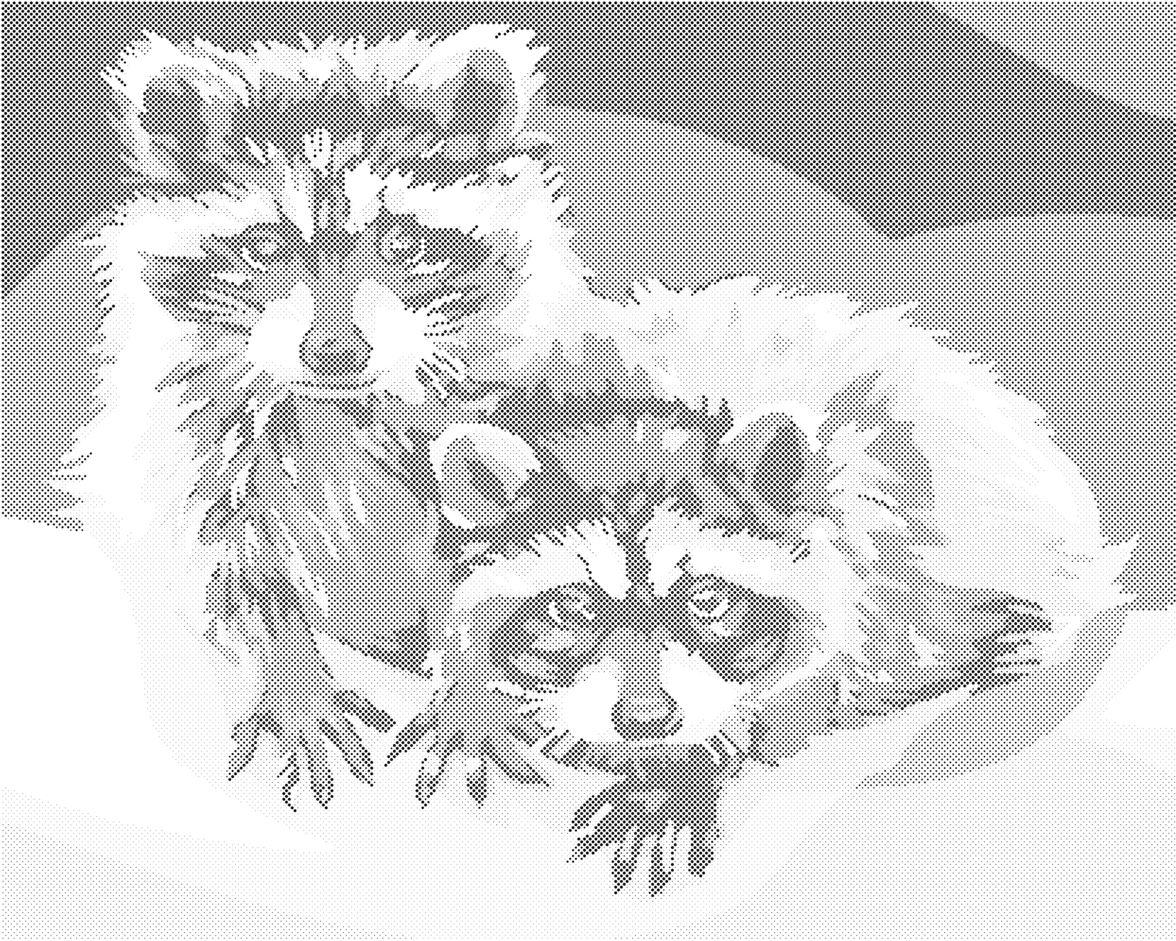 Picturi cu puncte - RATONI ÎN CULORI VII – ZUTY RO