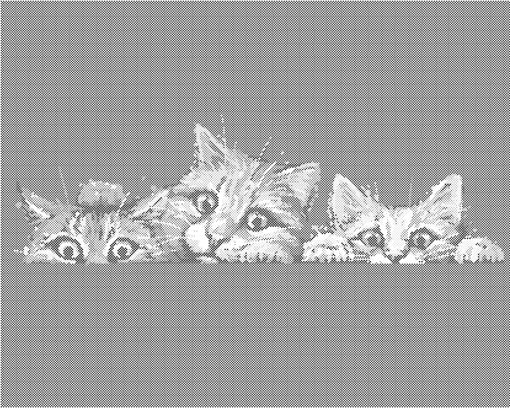 Picturi cu puncte - PISICI COLORATE – ZUTY RO