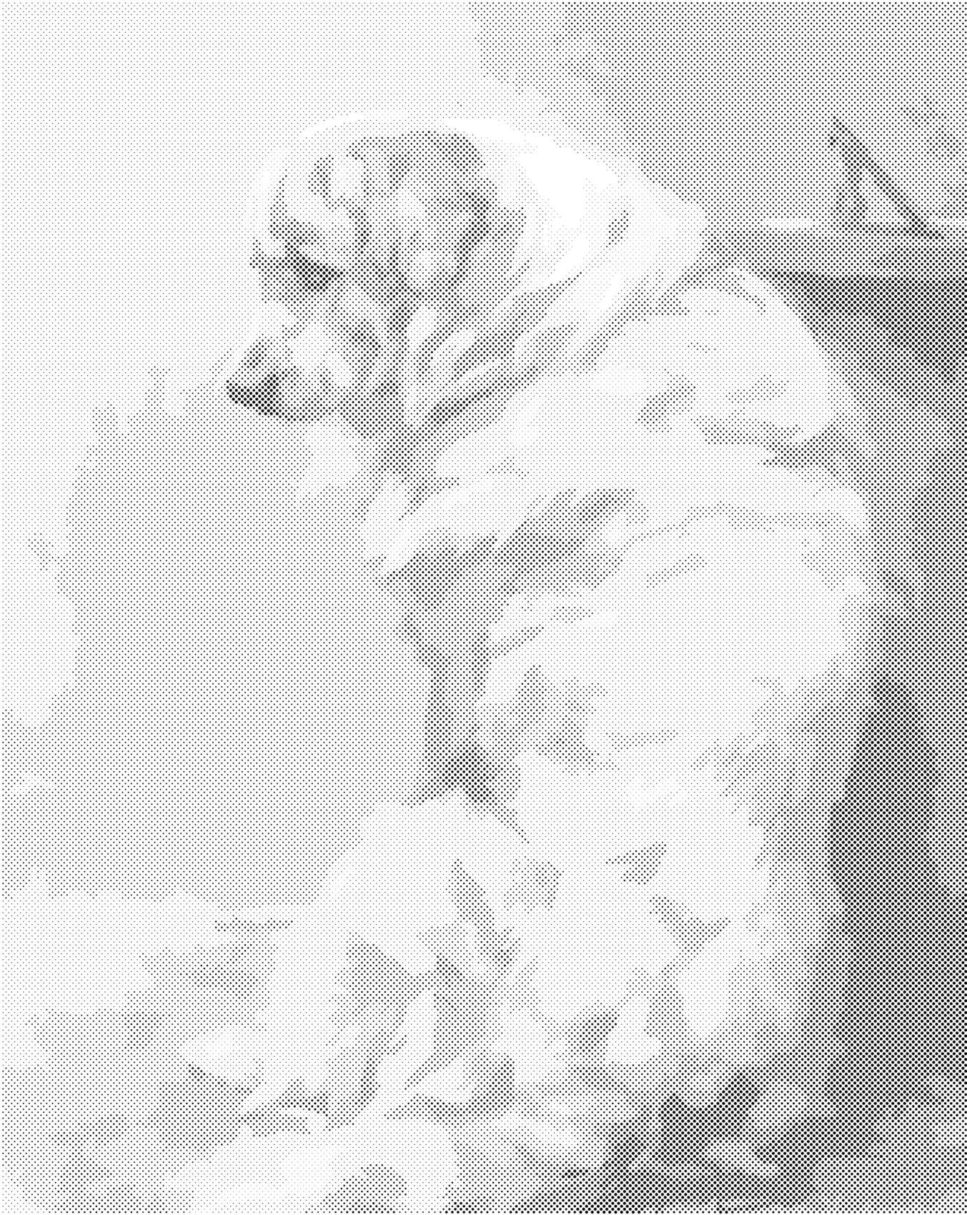 Picturi cu puncte - CÂINE ALB – ZUTY RO