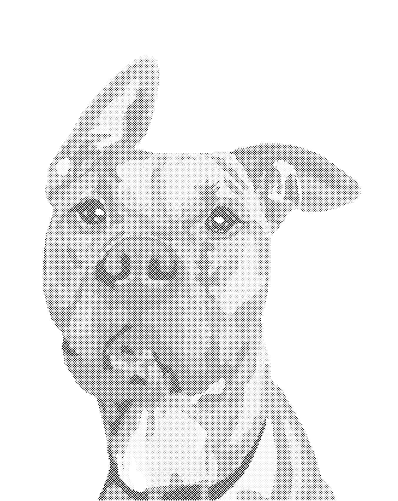 Picturi cu puncte - PITBULL CU O URECHE CIULITĂ – ZUTY RO