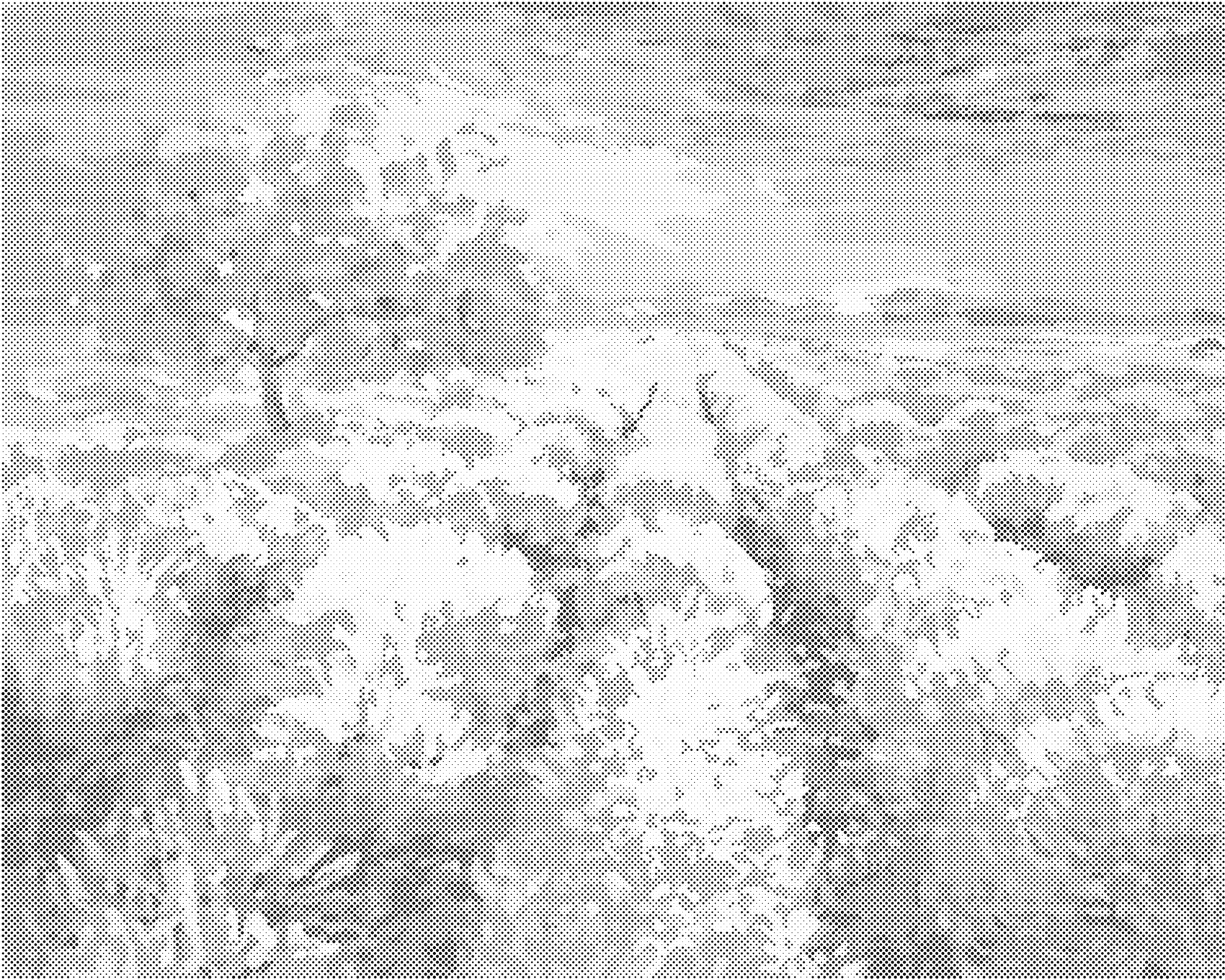 Picturi cu puncte - CÂMP DE LAVANDĂ LA APUS DE SOARE II – ZUTY RO
