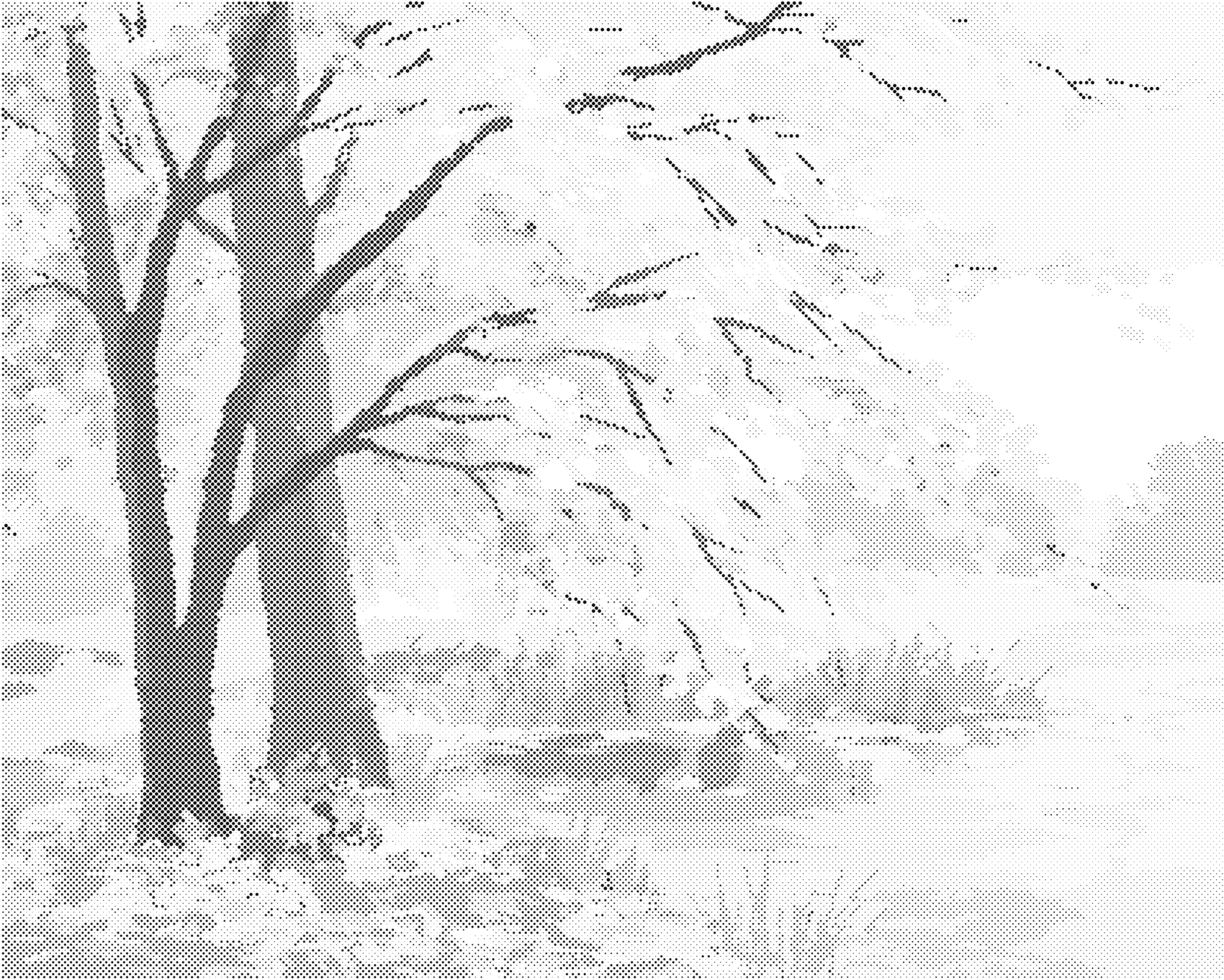 Picturi cu puncte - PĂDURE CU FRUNZE AURII APROAPE DE LAC – ZUTY RO